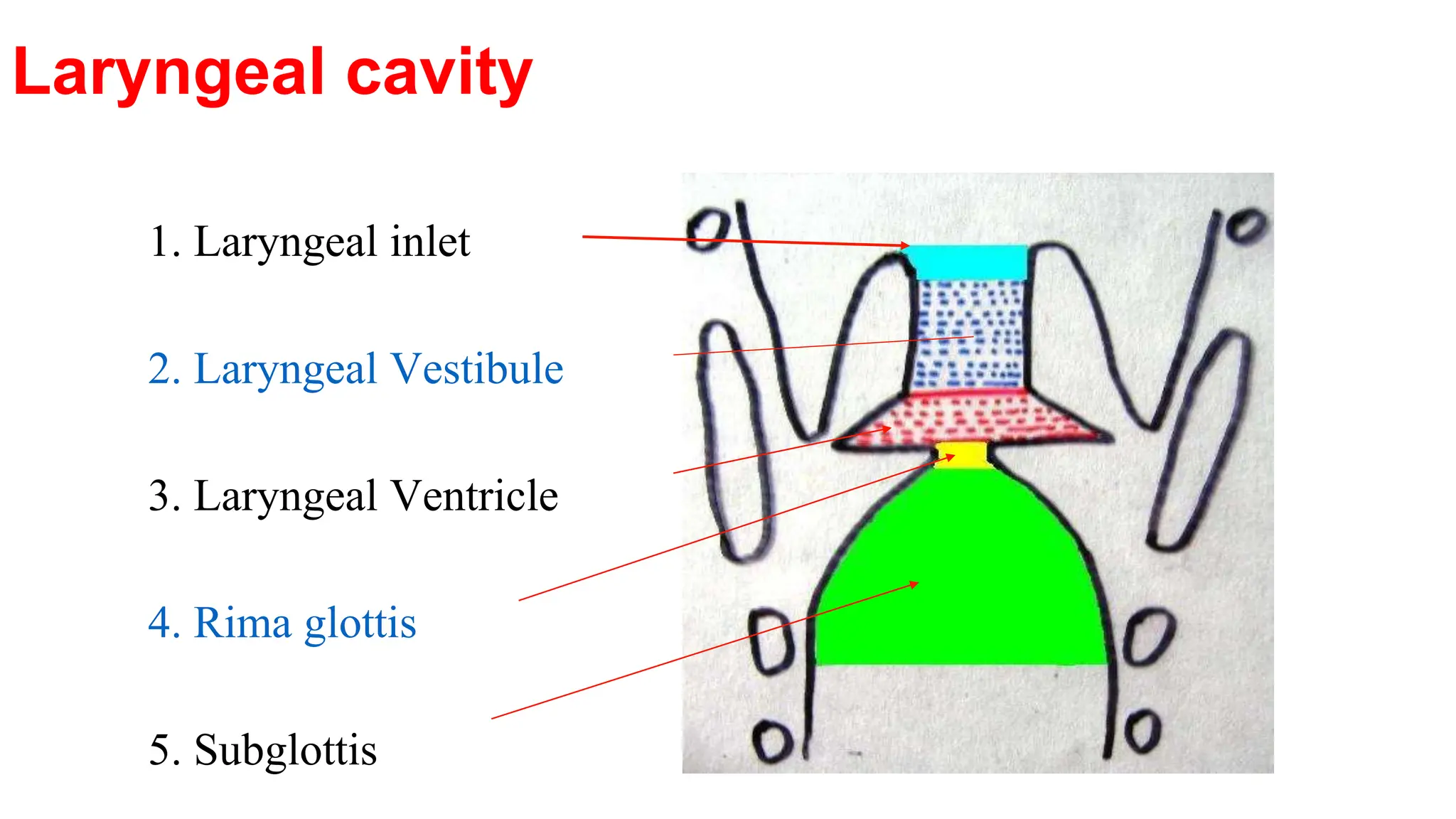 Anatomy of larynx. anatomy and clinical importance | PPTX