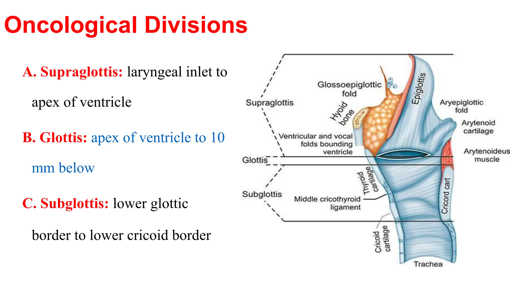 Anatomy of larynx. anatomy and clinical importance | PPTX