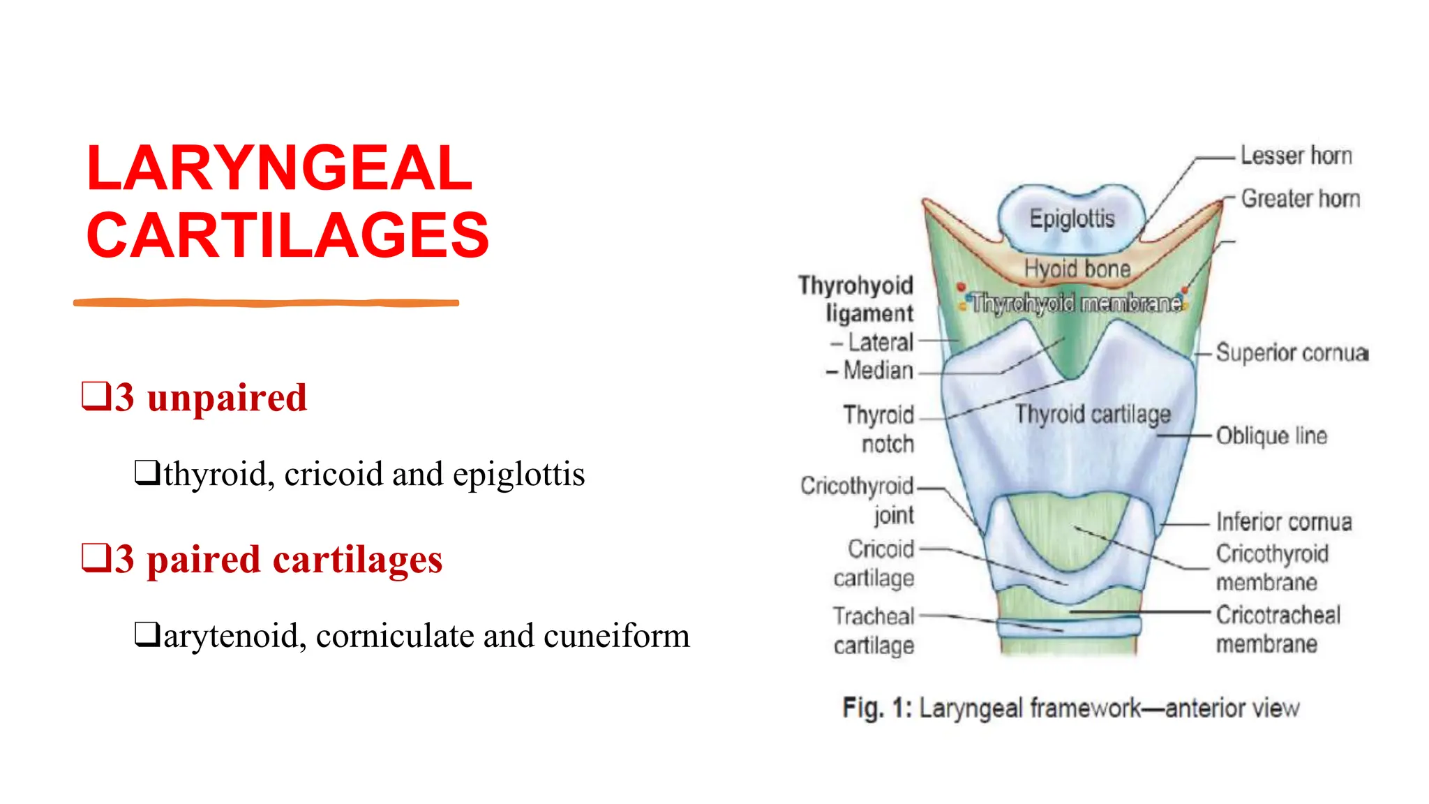 Anatomy of larynx. anatomy and clinical importance | PPTX