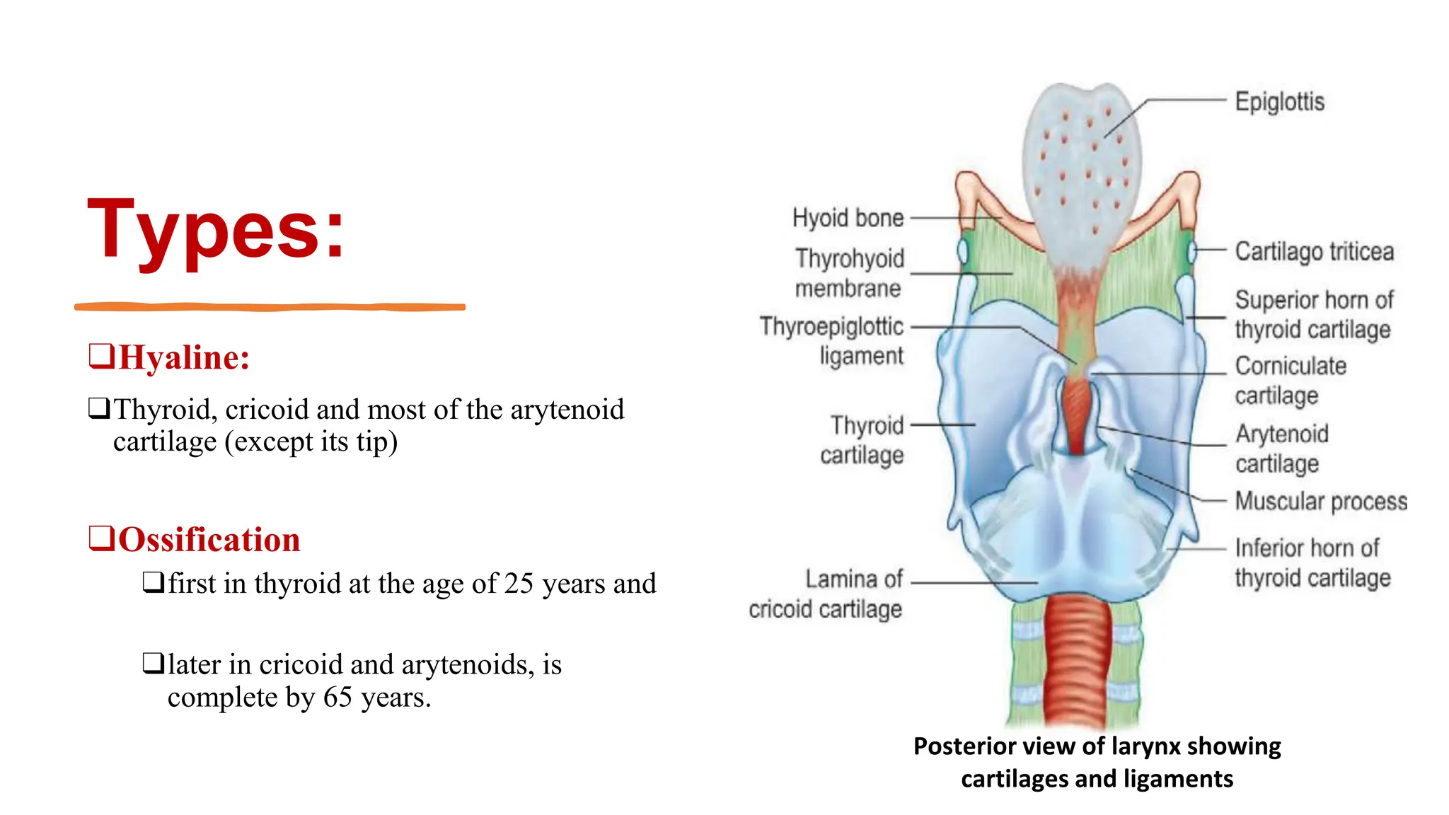 Anatomy of larynx. anatomy and clinical importance | PPTX
