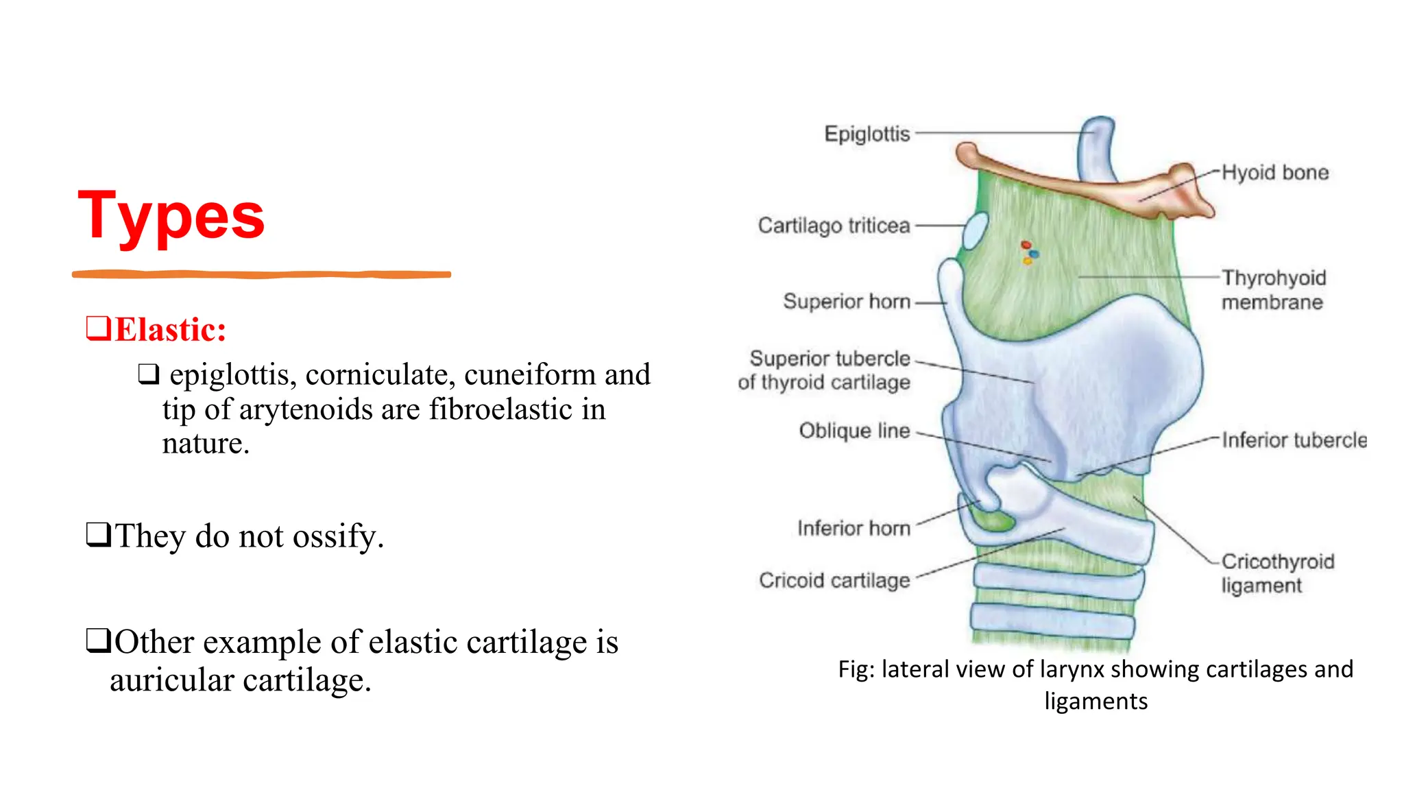 Anatomy of larynx. anatomy and clinical importance | PPTX