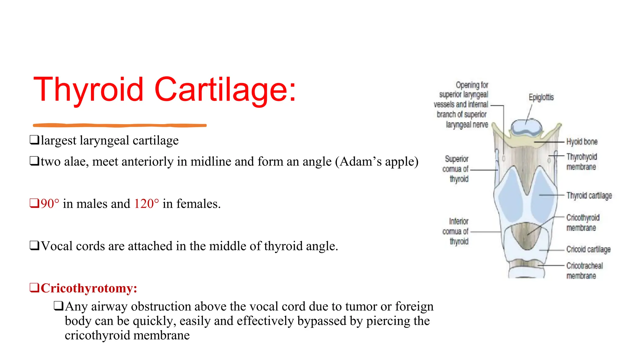 Anatomy of larynx. anatomy and clinical importance | PPTX