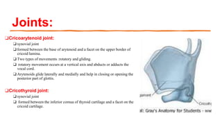 Anatomy of larynx. anatomy and clinical importance | PPTX