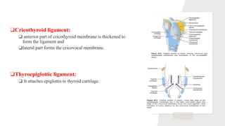 Anatomy of larynx. anatomy and clinical importance | PPTX