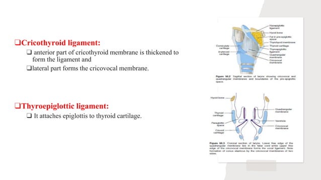 Anatomy of larynx. anatomy and clinical importance | PPTX