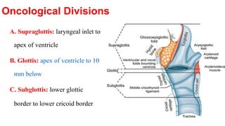 Anatomy of larynx. anatomy and clinical importance | PPTX