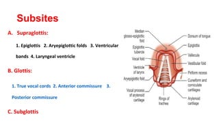 Anatomy of larynx. anatomy and clinical importance | PPTX