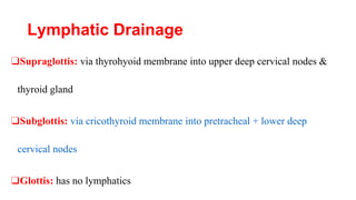 Anatomy of larynx. anatomy and clinical importance | PPTX