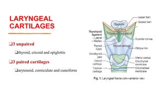 Anatomy of larynx. anatomy and clinical importance | PPTX