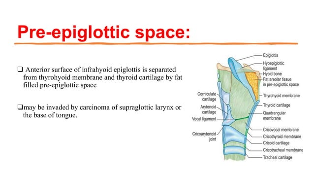 Anatomy of larynx. anatomy and clinical importance | PPTX