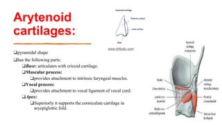 Anatomy of larynx. anatomy and clinical importance | PPTX