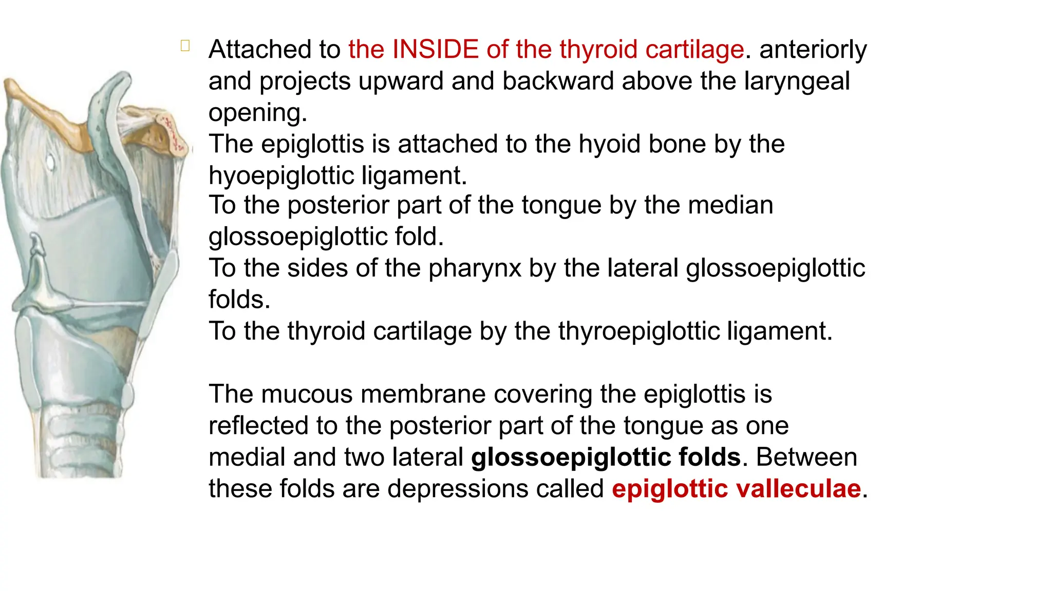 Principles and embryology ANATOMY OF LARYNX.pptx