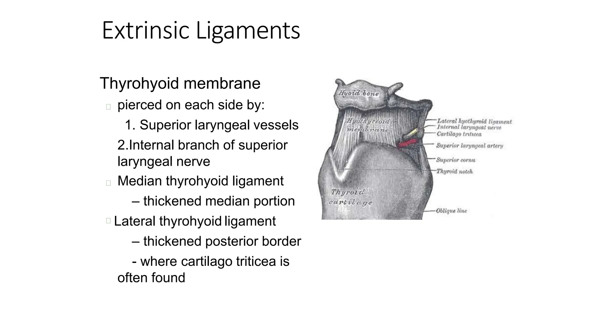 Principles and embryology ANATOMY OF LARYNX.pptx