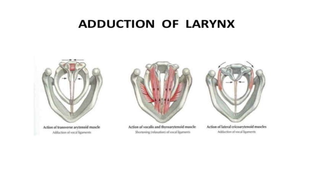 Principles and embryology ANATOMY OF LARYNX.pptx
