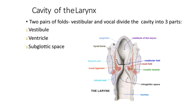 Principles and embryology ANATOMY OF LARYNX.pptx