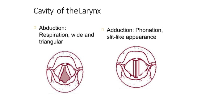 Principles and embryology ANATOMY OF LARYNX.pptx | Free Download