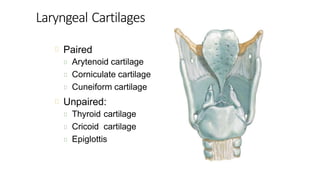 Principles and embryology ANATOMY OF LARYNX.pptx