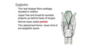 Principles and embryology ANATOMY OF LARYNX.pptx