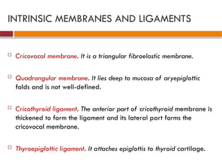 Anatomy of larynx, LARYNGEAL CARTILAGES, | PPTX