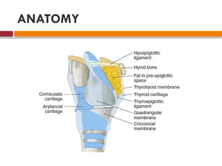 Anatomy of larynx, LARYNGEAL CARTILAGES, | PPTX
