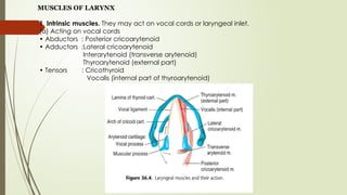ANATOMY OF LARYNX.pptx, mbbs, ear nose throat | PPTX