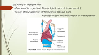 ANATOMY OF LARYNX.pptx, mbbs, ear nose throat | PPTX