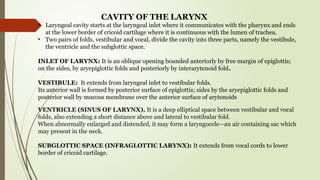ANATOMY OF LARYNX.pptx, mbbs, ear nose throat | PPTX