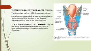 ANATOMY OF LARYNX.pptx, mbbs, ear nose throat | PPTX