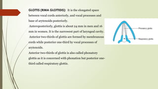 ANATOMY OF LARYNX.pptx, mbbs, ear nose throat | PPTX