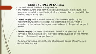 ANATOMY OF LARYNX.pptx, mbbs, ear nose throat | PPTX