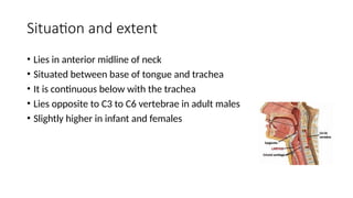 ANATOMY OF LARYNX-.pptx anatomy of larynx notes | PPTX