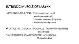 BASICS OF ENT ---ANATOMY OF LARYNX.pptx