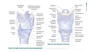 Anatomy of larynx Anatomy of larynx lary | PPTX