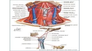 Anatomy of larynx Anatomy of larynx lary | PPTX