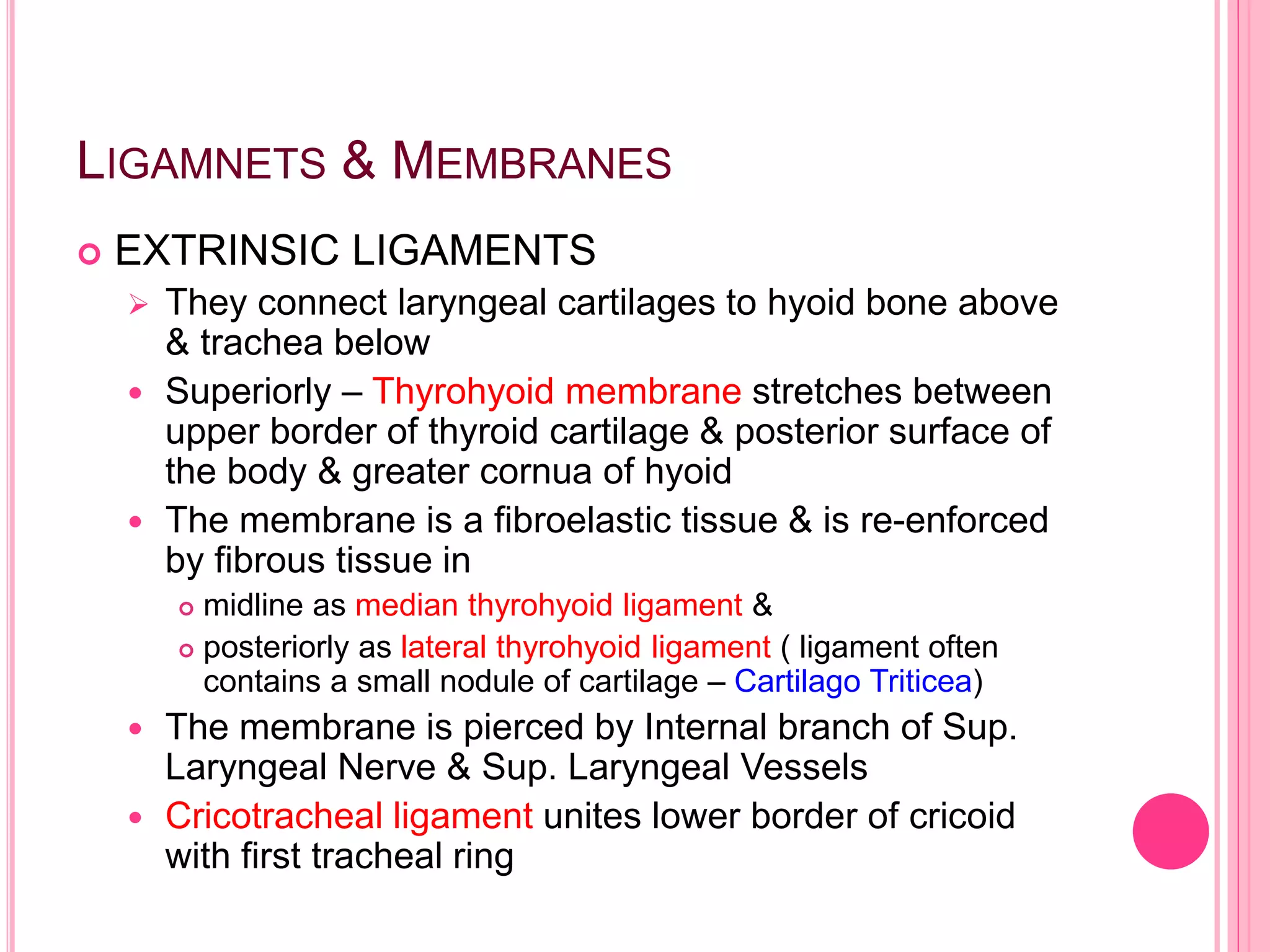 Anatomy of Larynx | PPTX
