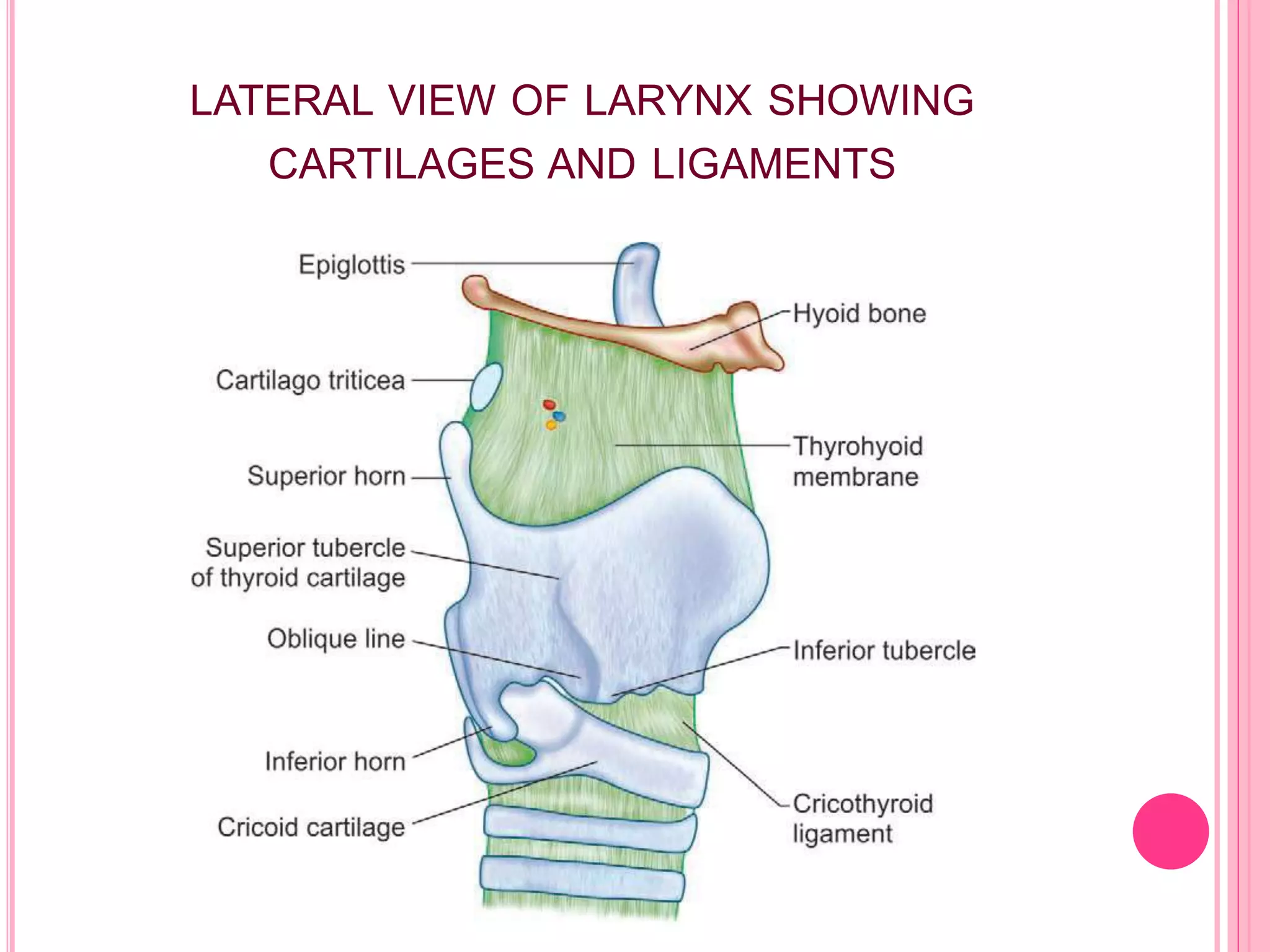 Anatomy of Larynx | PPTX
