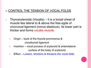 Anatomy of Larynx | PPTX