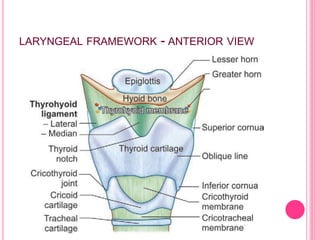 Larynx Diagram Posterior