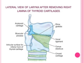 Cricoid Cartilage Posterior View