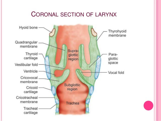 Larynx Wikipedia Larynx Wikipedia