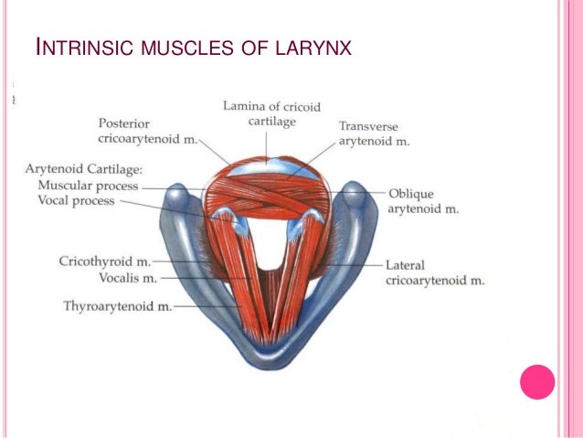 Anatomy of Larynx