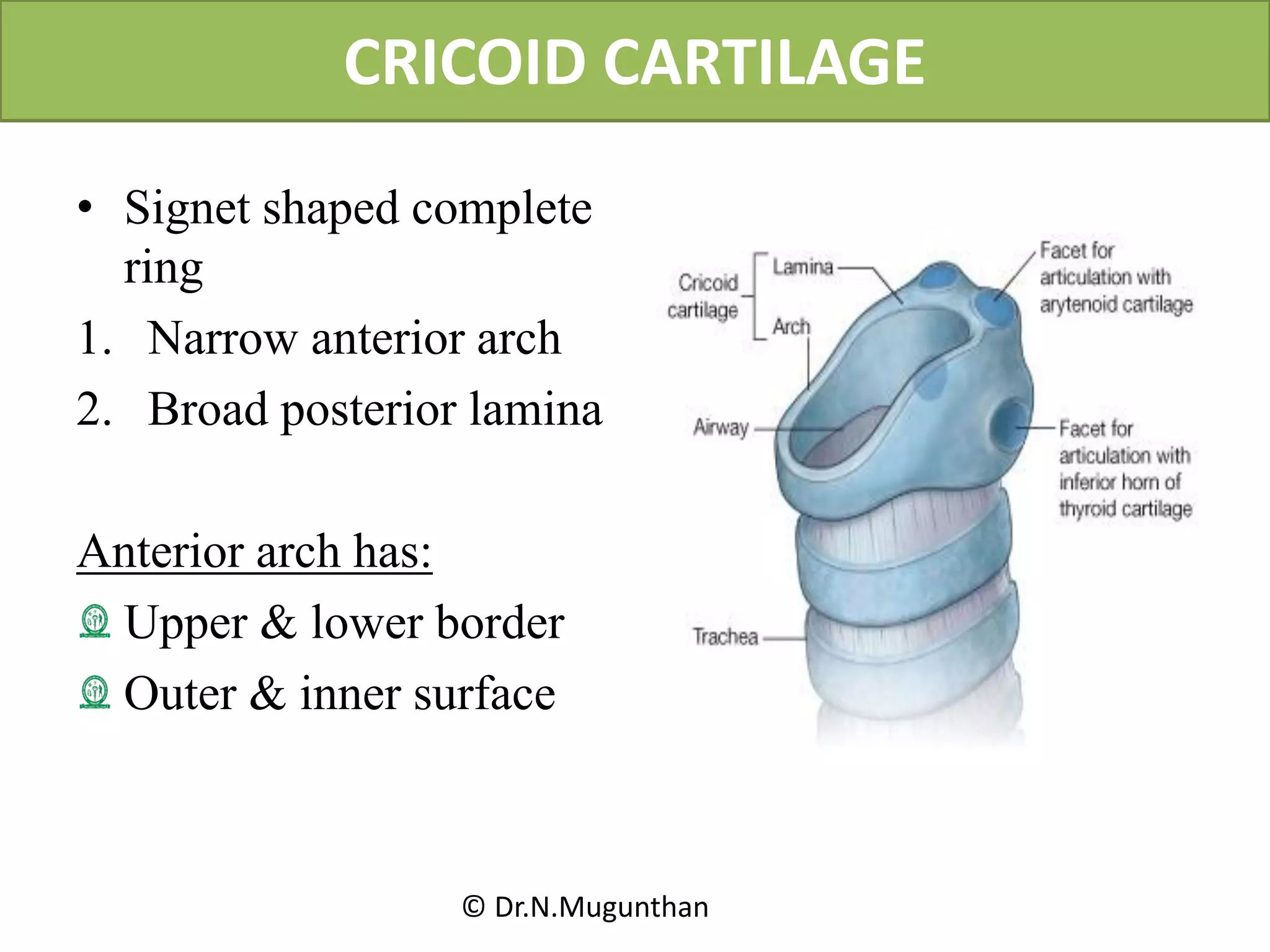 Anatomy of Larynx Prof.Dr.N.Mugunthan | PDF