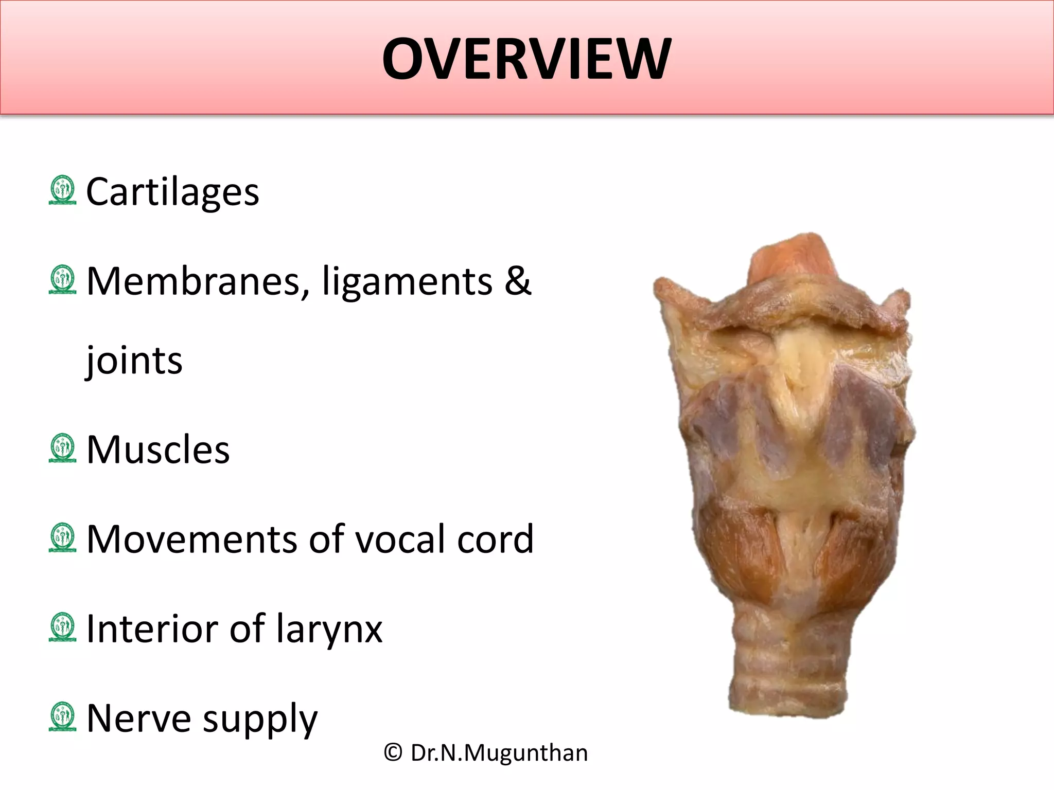 Anatomy of Larynx Prof.Dr.N.Mugunthan | PDF