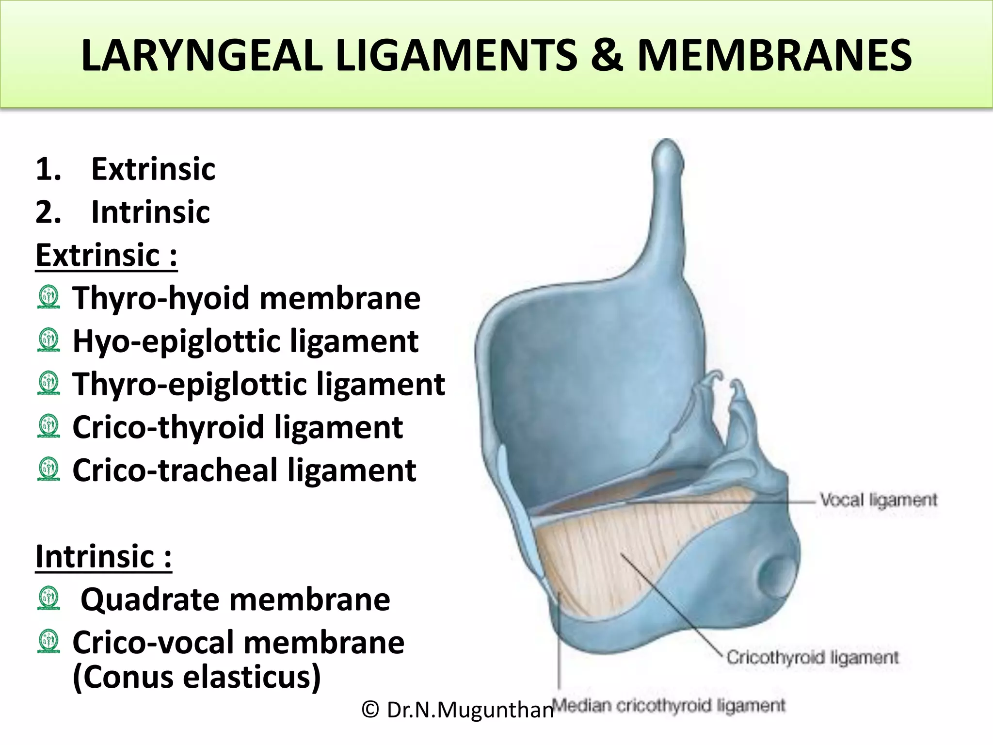 Anatomy of Larynx Prof.Dr.N.Mugunthan | PDF