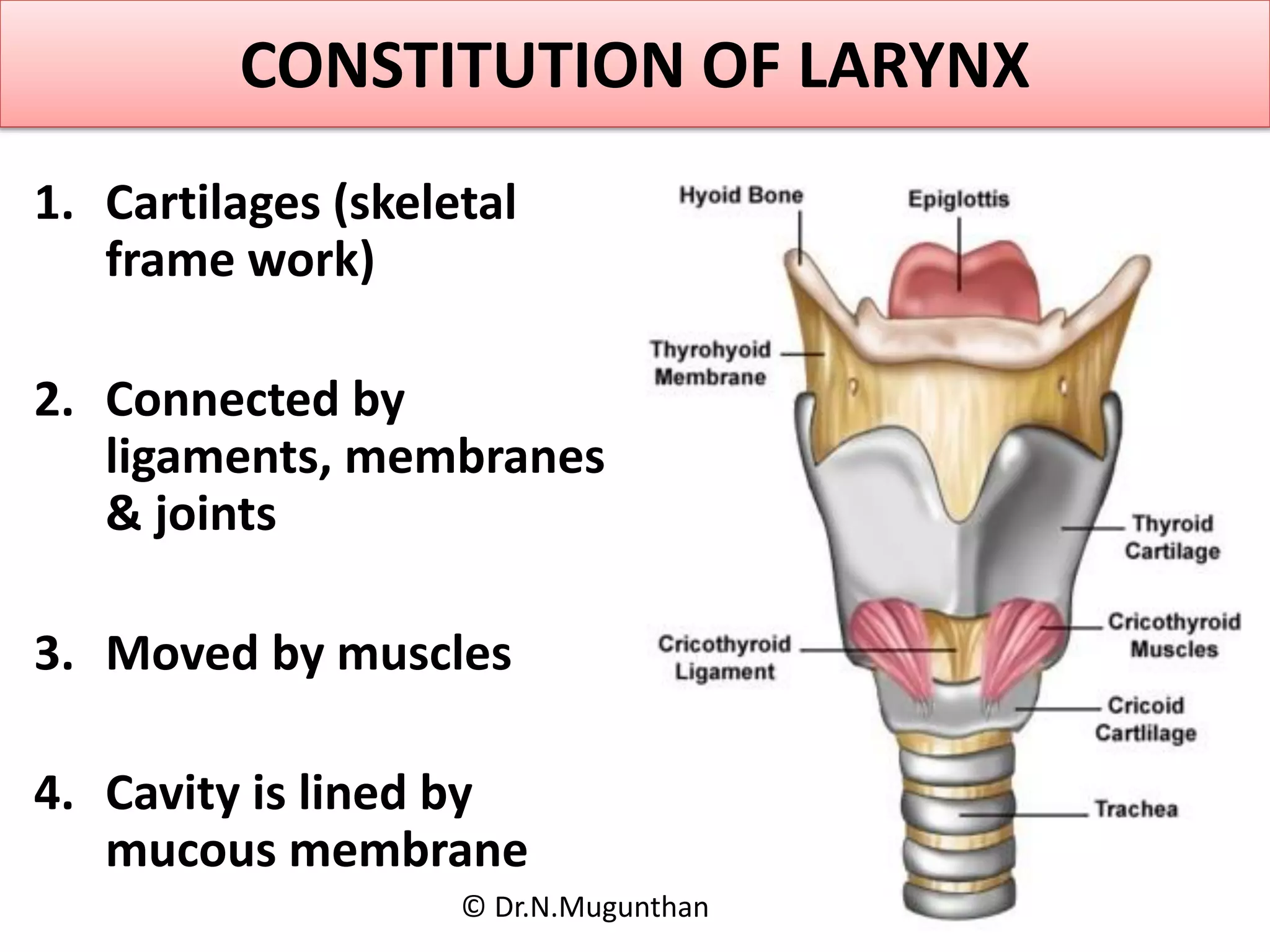 Anatomy of Larynx Prof.Dr.N.Mugunthan | PDF