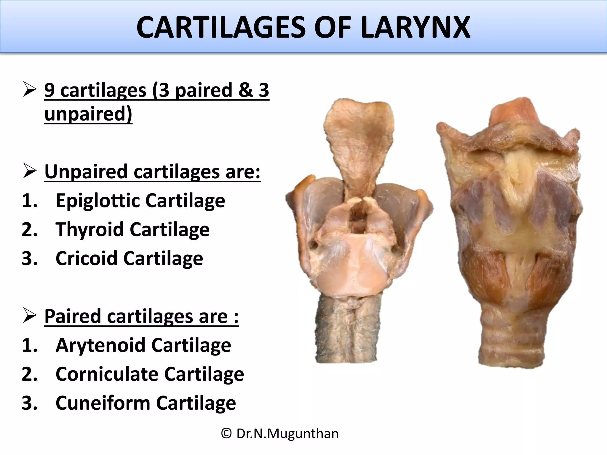 Anatomy of Larynx Prof.Dr.N.Mugunthan | PDF