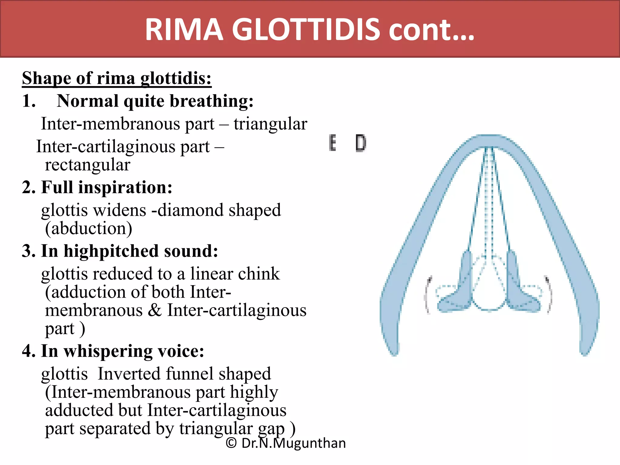 Anatomy of Larynx Prof.Dr.N.Mugunthan | PDF