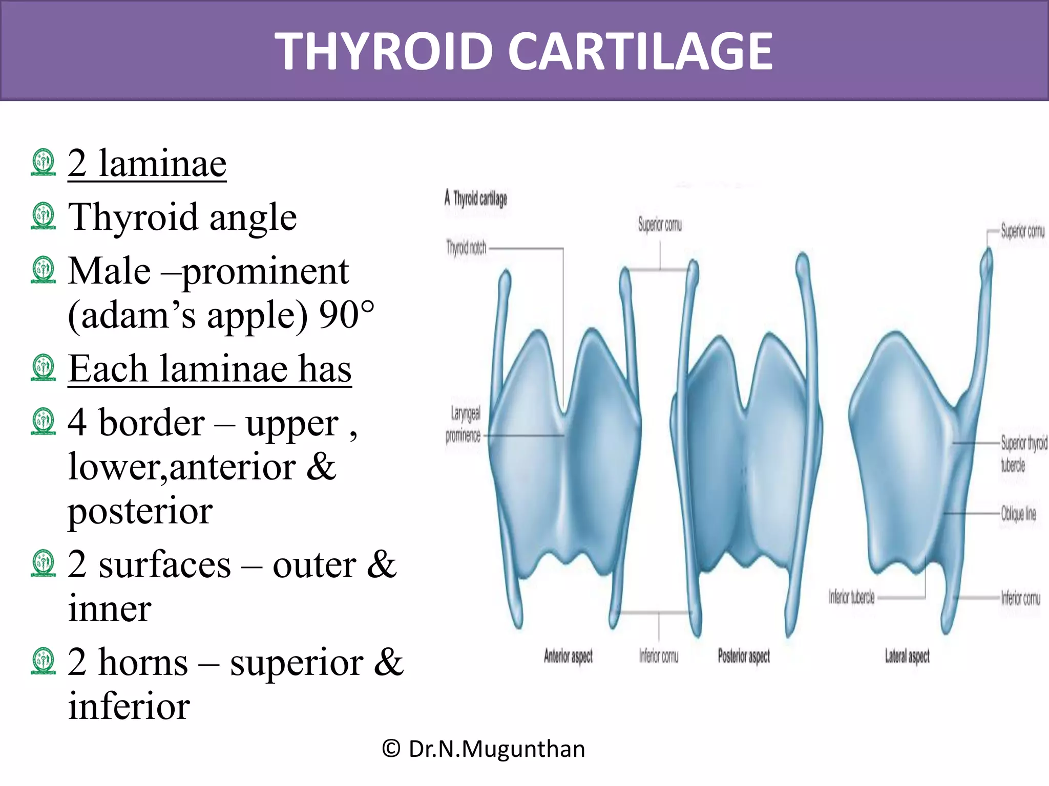 Anatomy of Larynx Prof.Dr.N.Mugunthan | PDF