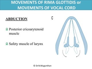 Anatomy of Larynx Prof.Dr.N.Mugunthan | PDF