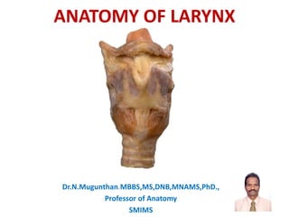 Larynx Anatomy Netter